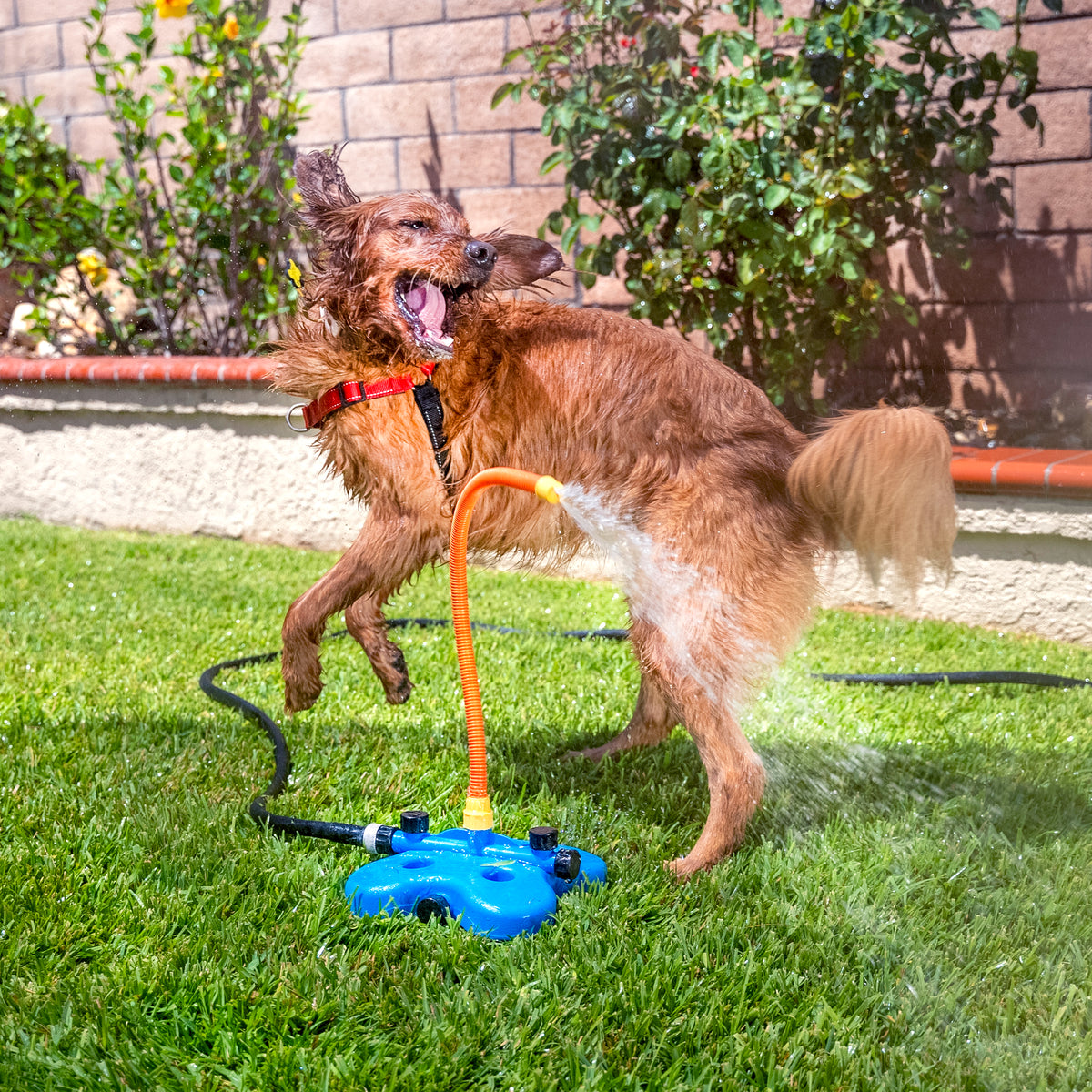 Wild Dogs Water Toys - Shop Water Toys for Dogs